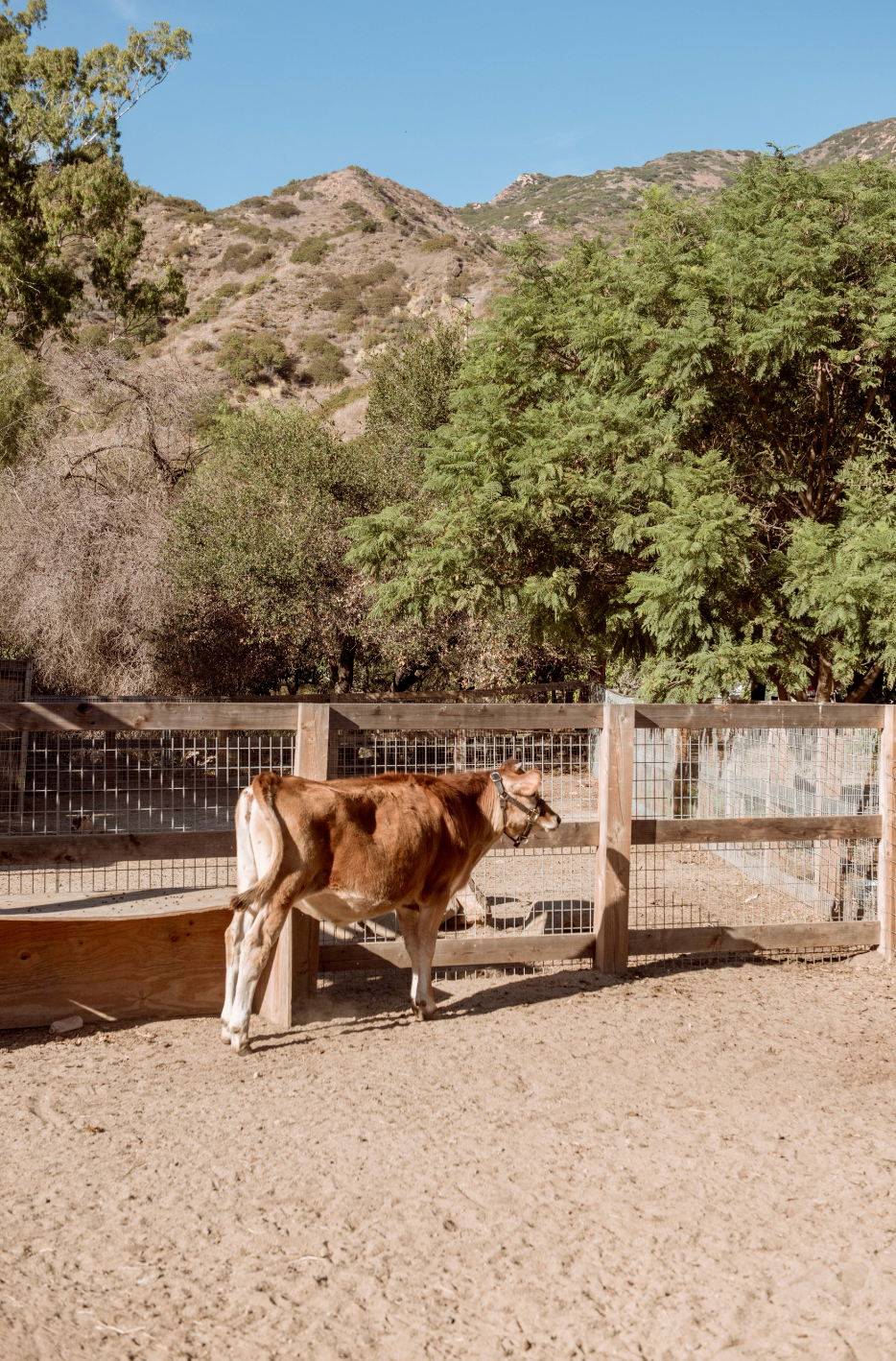 Gut Health Revolution: Colostrum's Role in Restoring Digestive Balance ...