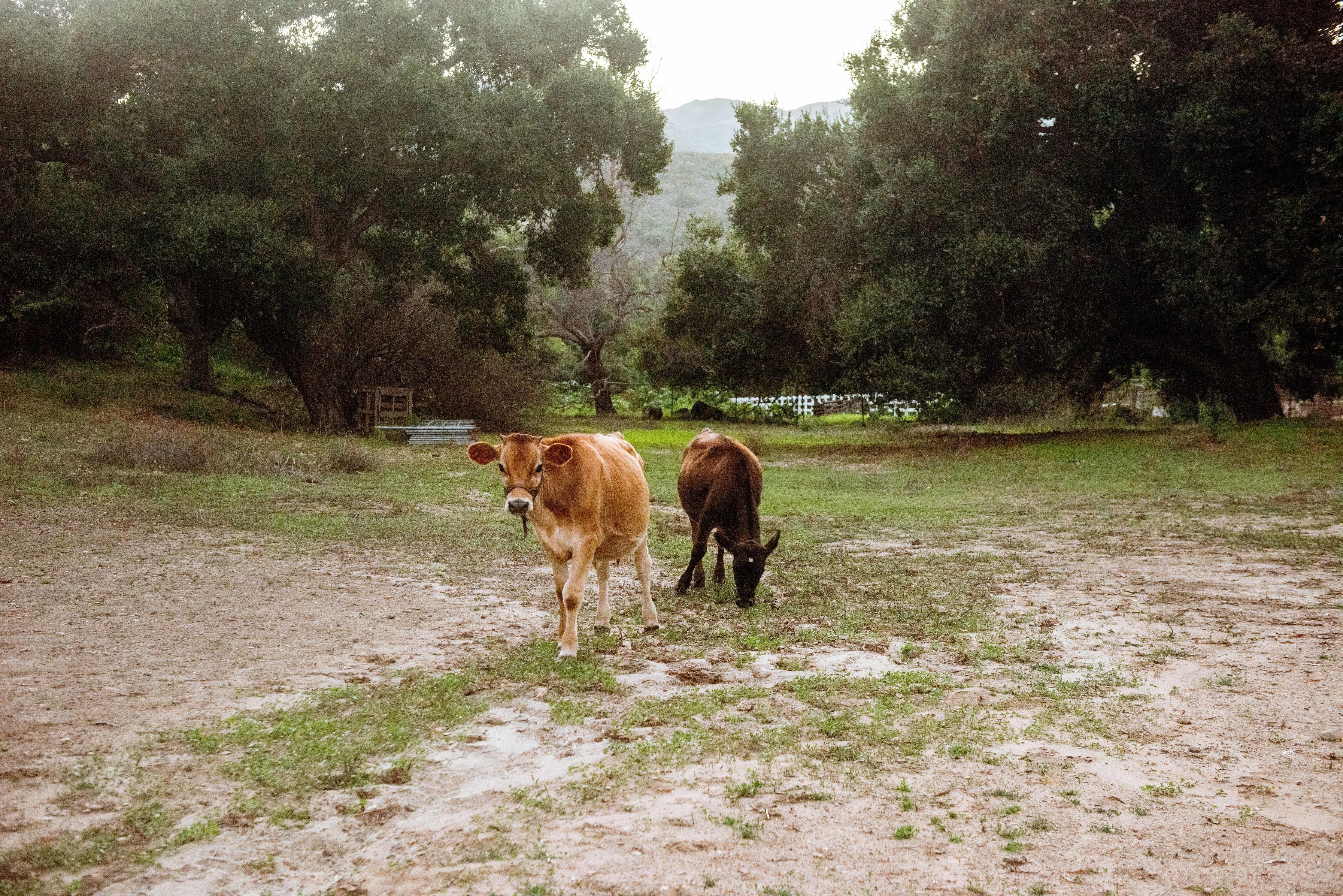 Soothe and Restore: Tackling Gut Inflammation with Colostrum – Cowboy ...